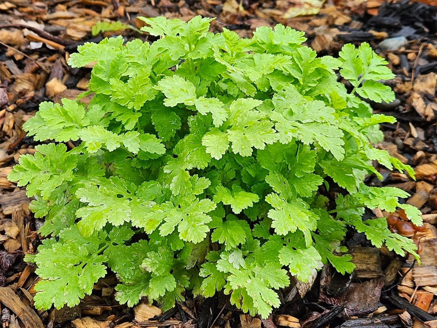 Tanacetum parthenium 'Golden Moss' (tansy) – The Old Dairy Nursery ...