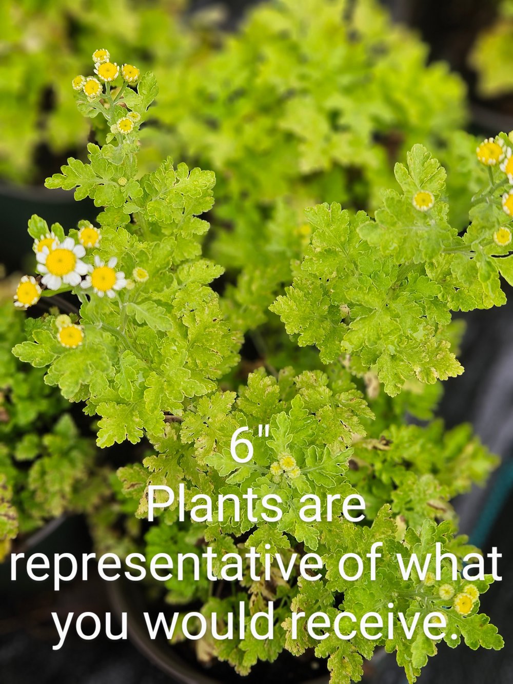 Tanacetum parthenium 'Golden Moss' (tansy) – The Old Dairy Nursery ...