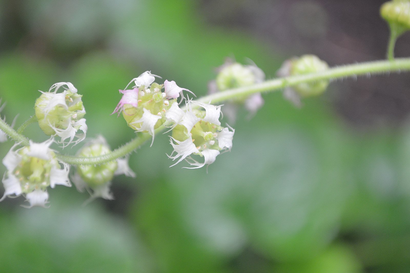 Tellima grandiflora – The Old Dairy Nursery & Gardens