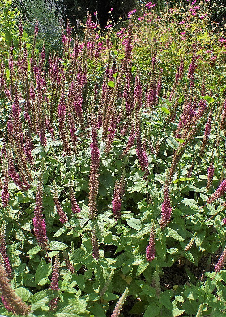 Teucrium hircanicum – The Old Dairy Nursery & Gardens