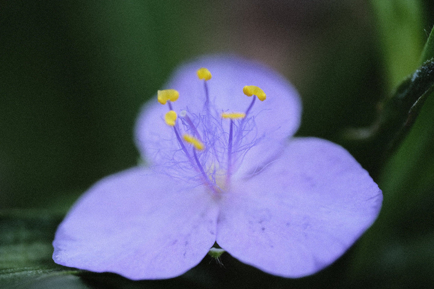 Tradescantia x andersoniana 'Blue' (spiderwort) – The Old Dairy Nursery ...