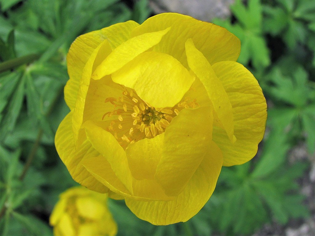 Trollius europaeus (common globe flower) – The Old Dairy Nursery & Gardens