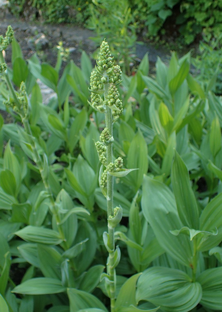 Veratrum californicum (corn lily) – The Old Dairy Nursery & Gardens