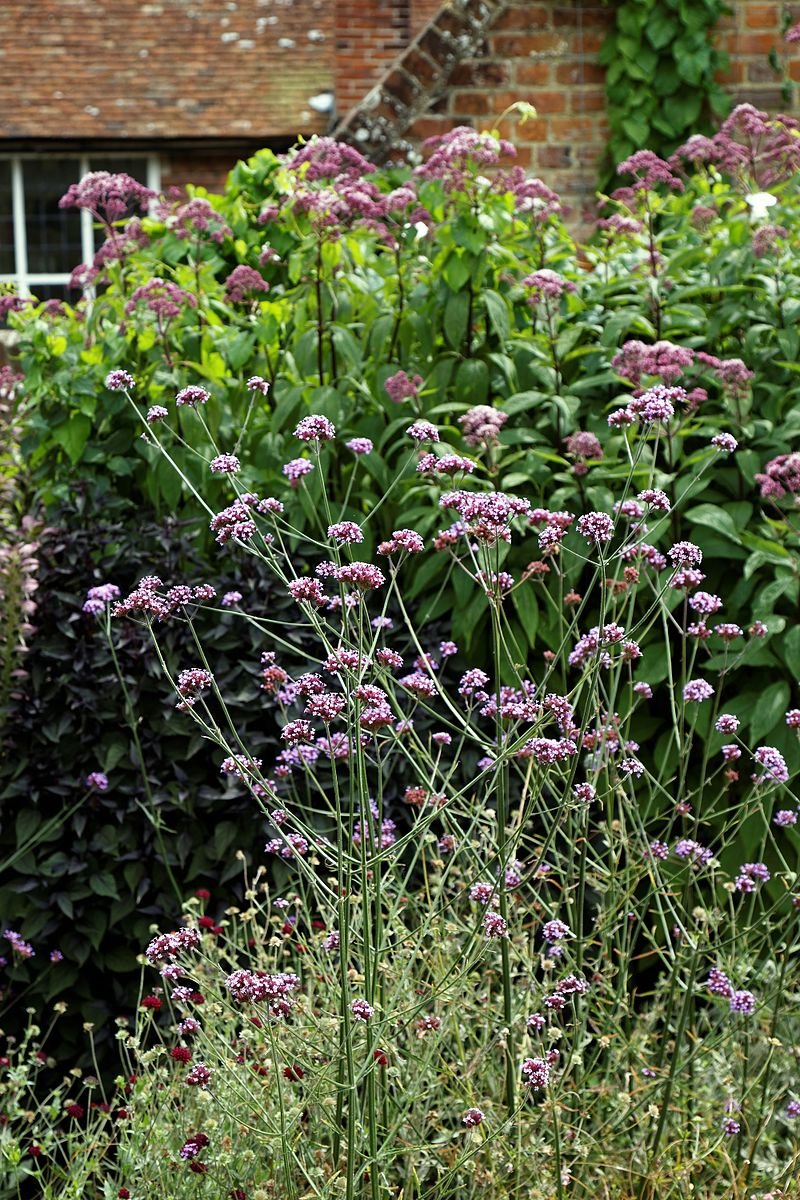 Verbena bonariensis (tall verbena) – The Old Dairy Nursery & Gardens