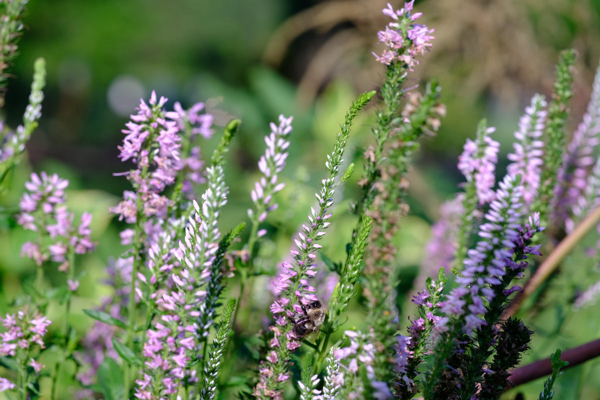 Veronica longifolia 'Pink Shades' | long-leaf speedwell – The Old Dairy ...