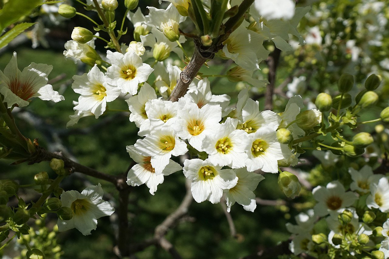 Xanthoceras sorbifolium (yellowhorn) – The Old Dairy Nursery & Gardens