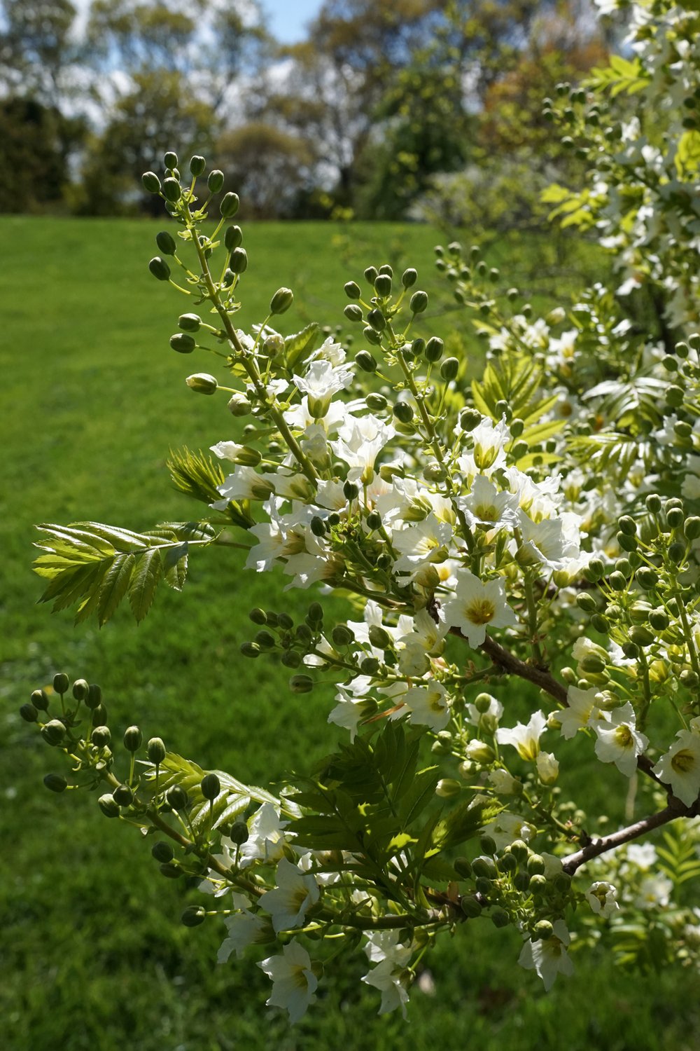 Xanthoceras sorbifolium (yellowhorn) – The Old Dairy Nursery & Gardens