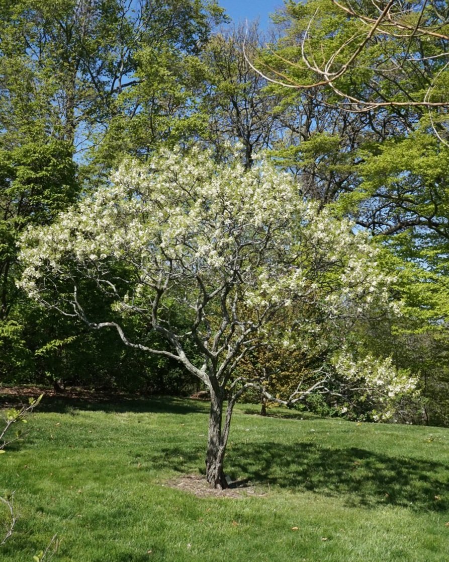 Xanthoceras sorbifolium (yellowhorn) – The Old Dairy Nursery & Gardens