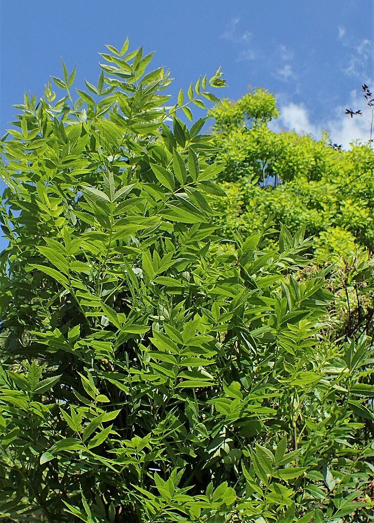 Xanthoceras sorbifolium (yellowhorn) – The Old Dairy Nursery & Gardens