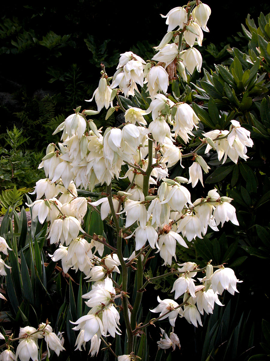 Yucca filamentosa | Adam's needle – The Old Dairy Nursery & Gardens