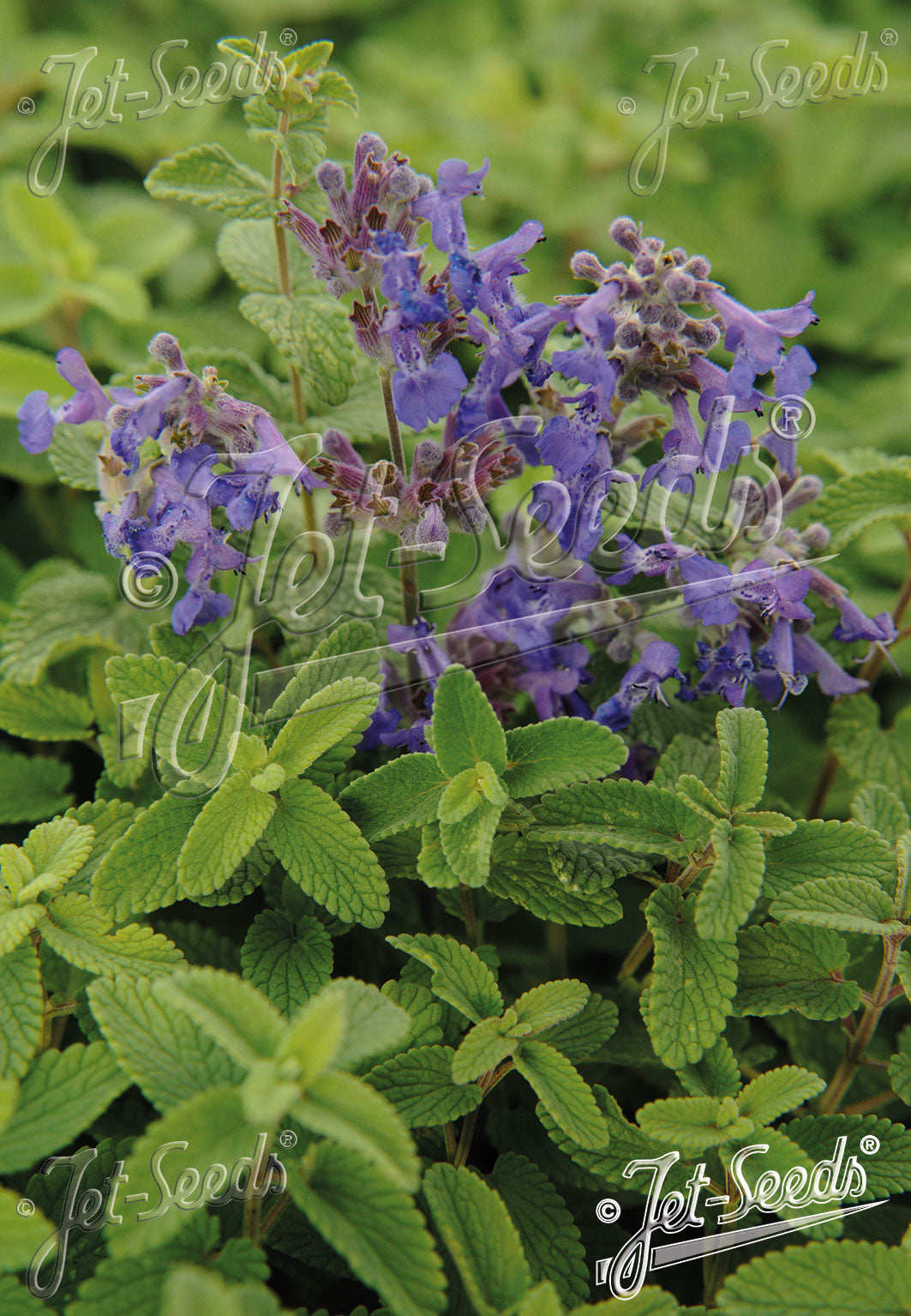 Nepeta racemosa 'Felix' | dwarf catmint – The Old Dairy Nursery & Gardens
