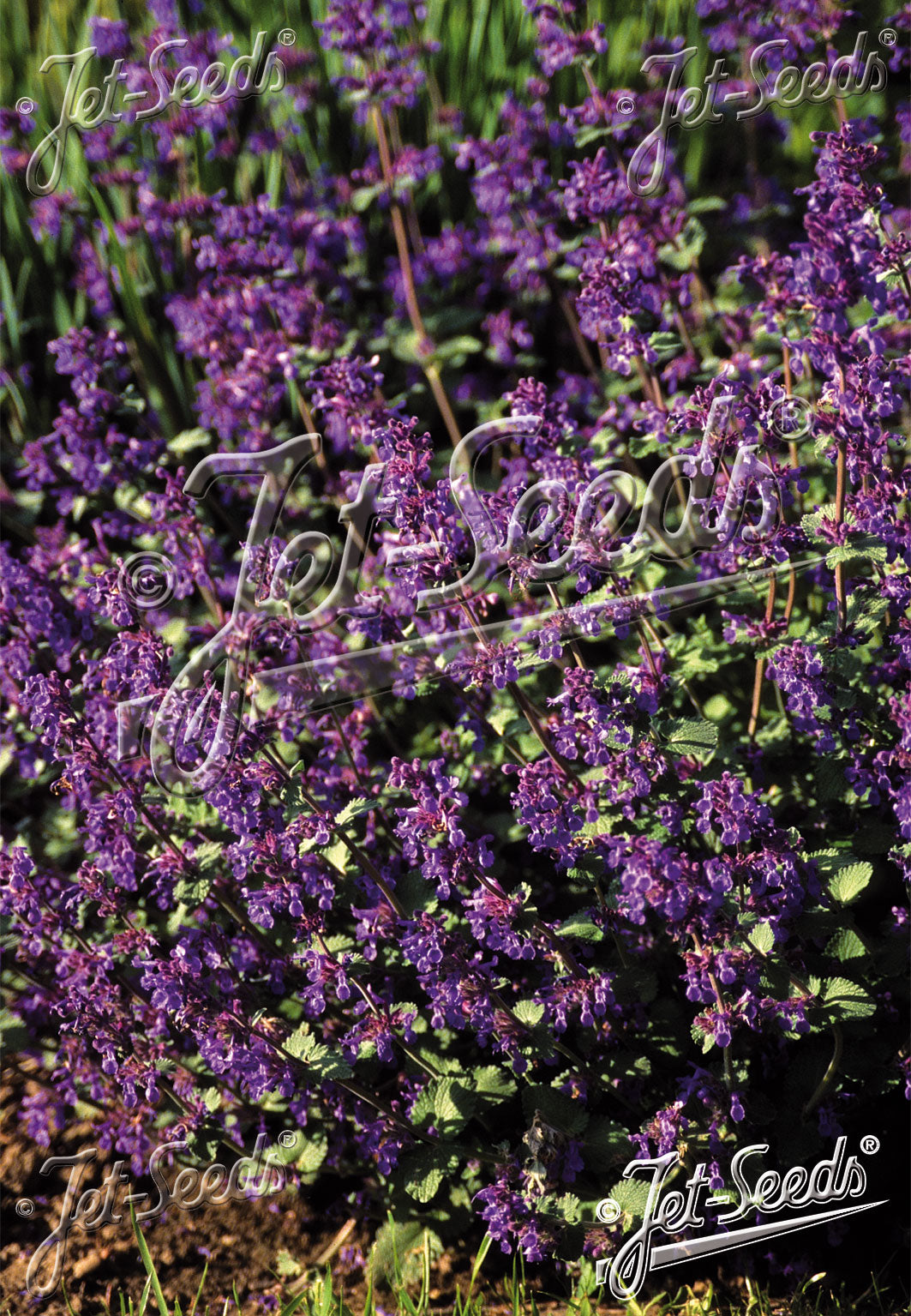Nepeta racemosa 'Felix' | dwarf catmint – The Old Dairy Nursery & Gardens