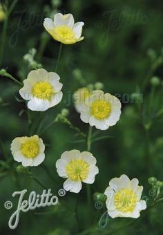 Ranunculus acris f. citrinus – The Old Dairy Nursery & Gardens