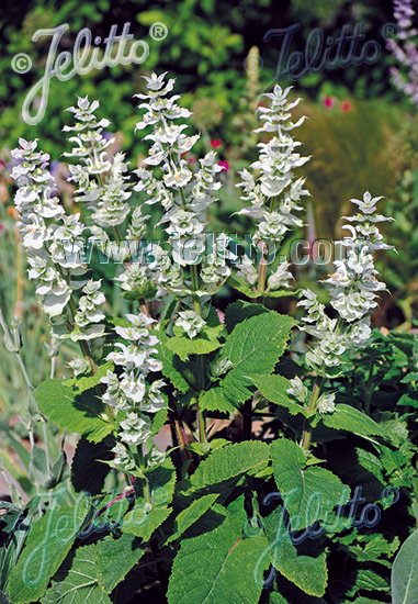 Salvia sclarea var. turkestanica 'Vatican White' | clary sage – The Old ...