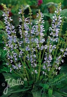 Salvia pachyphylla | rose sage – The Old Dairy Nursery & Gardens