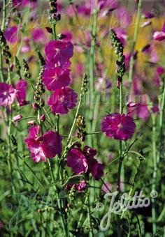 Sidalcea Malviflora-Hybr. 'Partygirl' (prairie mallow) – The Old Dairy ...