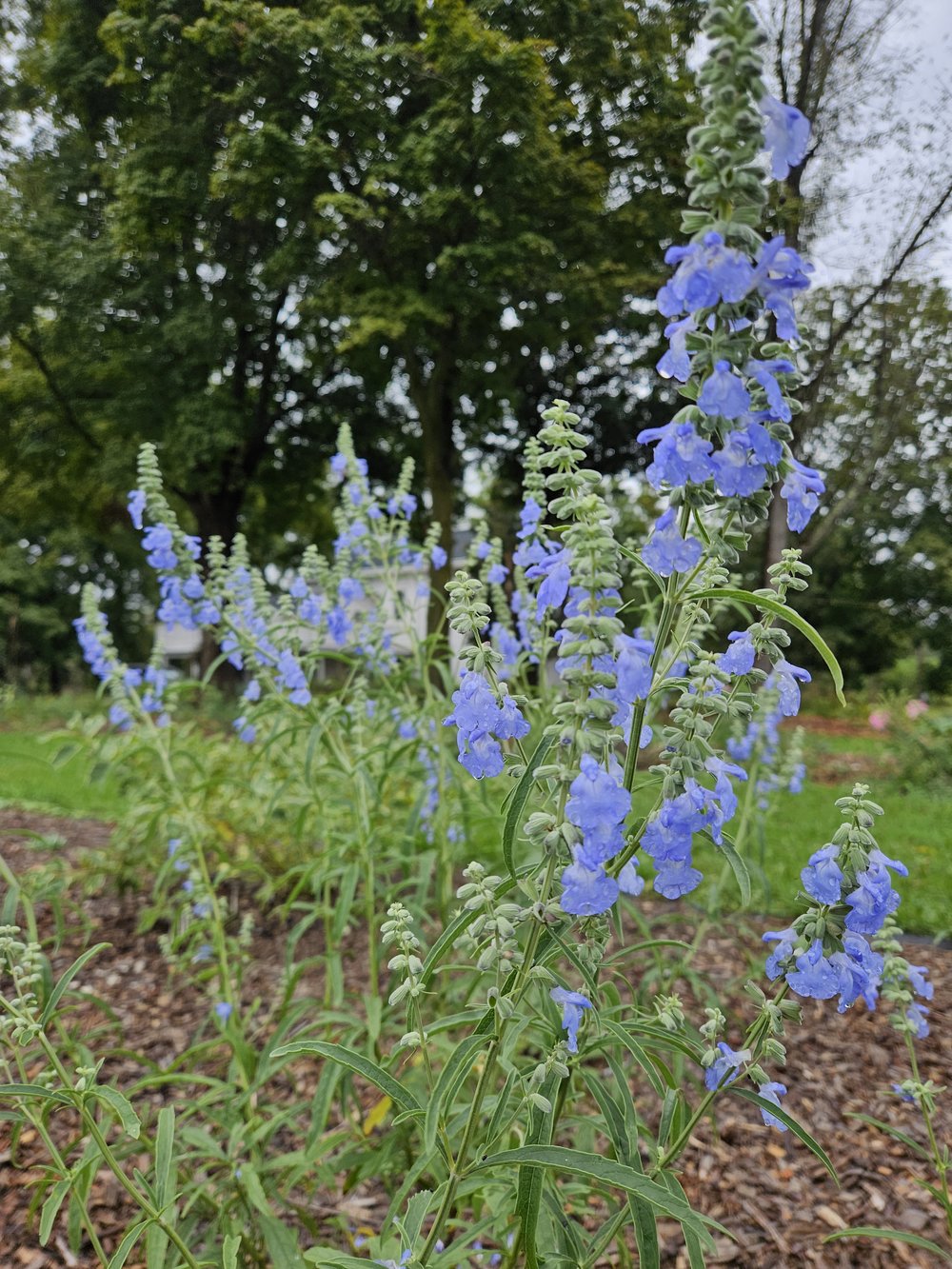Salvia azurea (blue pitcher sage) – The Old Dairy Nursery & Gardens