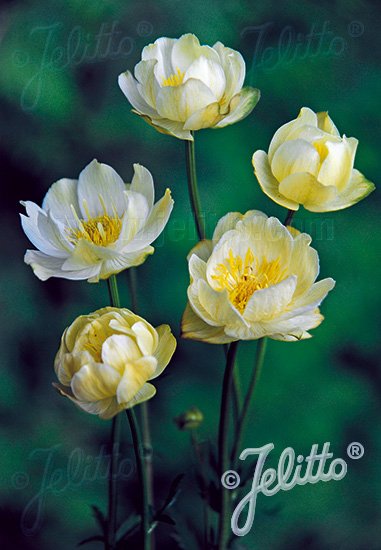 Trollius europaeus | common globe flower – The Old Dairy Nursery & Gardens