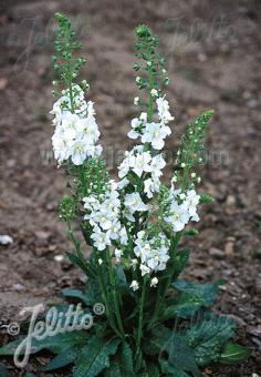 Verbascum blattaria f. albiflorum | white moth mullein – The Old Dairy ...