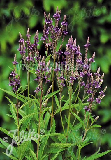 Verbena hastata 'Blue Spires' (American blue vervain) – The Old Dairy ...