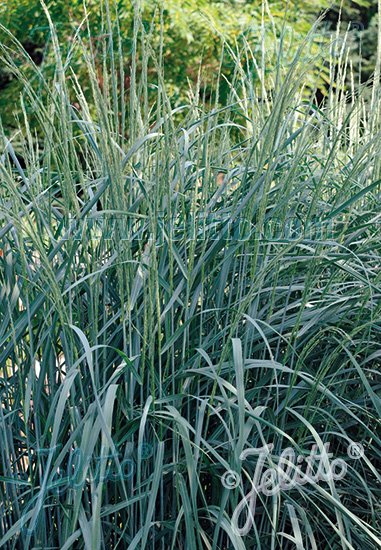 Panicum amarum – The Old Dairy Nursery & Gardens