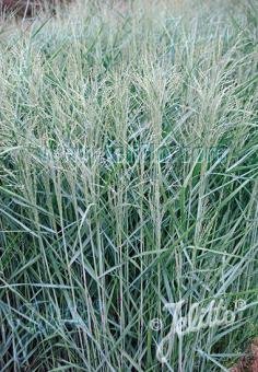 Panicum virgatum 'Blue Giants' (blue switch grass) – The Old Dairy ...